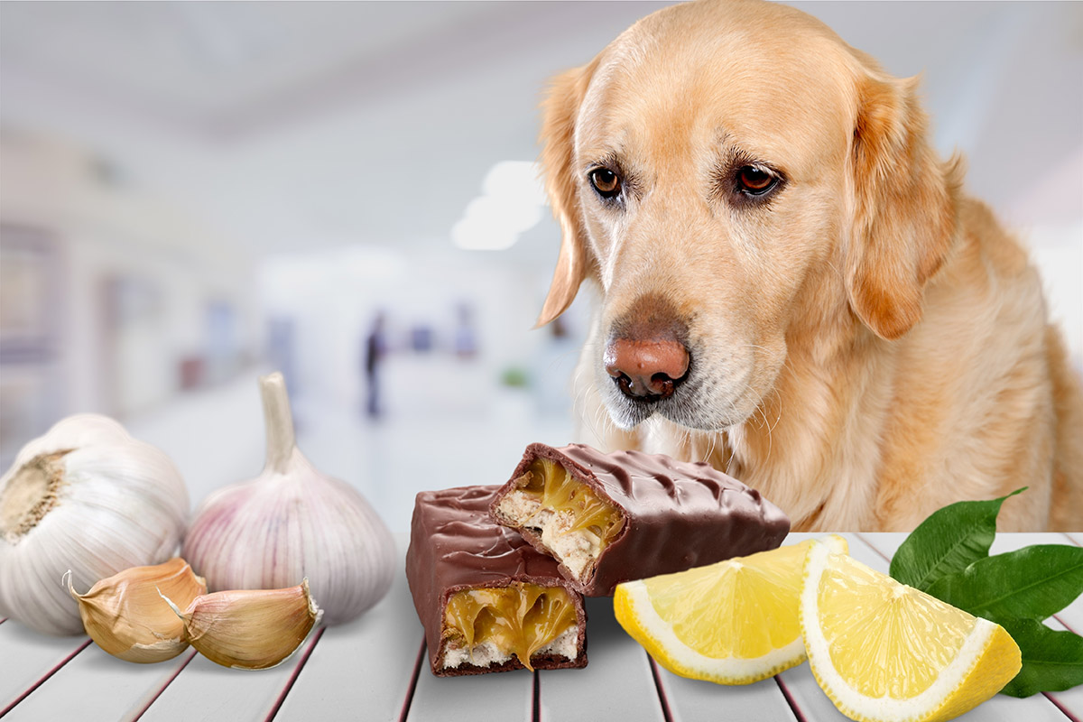 Holiday Table Foods That Can Harm Dogs and Cats: What Pet Owners Should ...