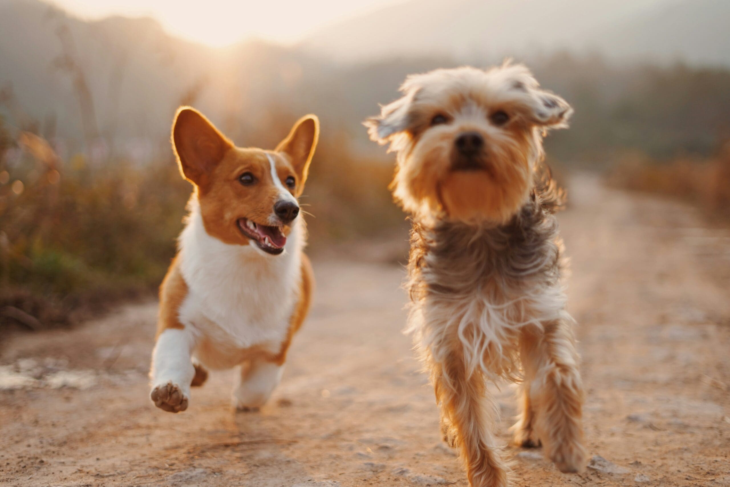 What Is the DHPP Vaccine for Dogs? - Hershey Veterinary Hospital